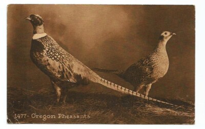 Birds Postcard Oregon Pheasants c1910 BEAVERTON OR | eBay