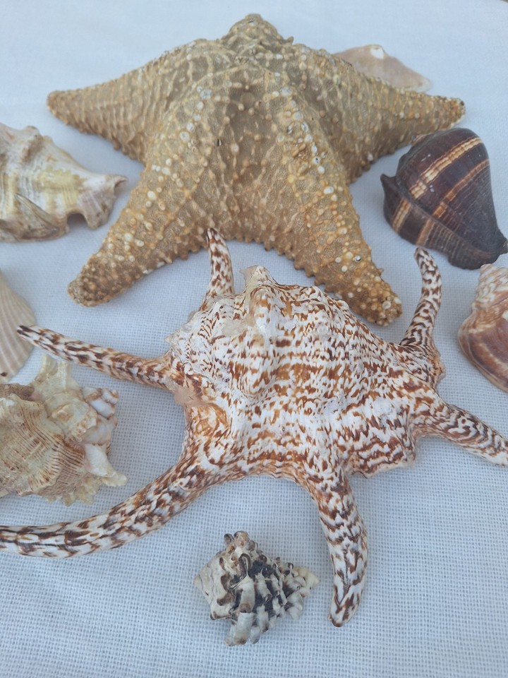 Large Reticulated Sea Star & Shell Collection – Coastal Decor | eBay