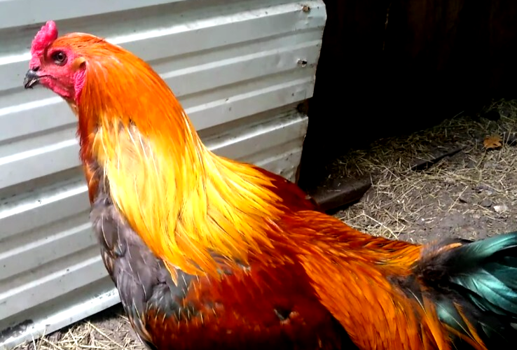 4 NPIP/AI CLEAN LIEGE FIGHTER HATCHING EGGS RARE SUPER SHOW QUALITY ...