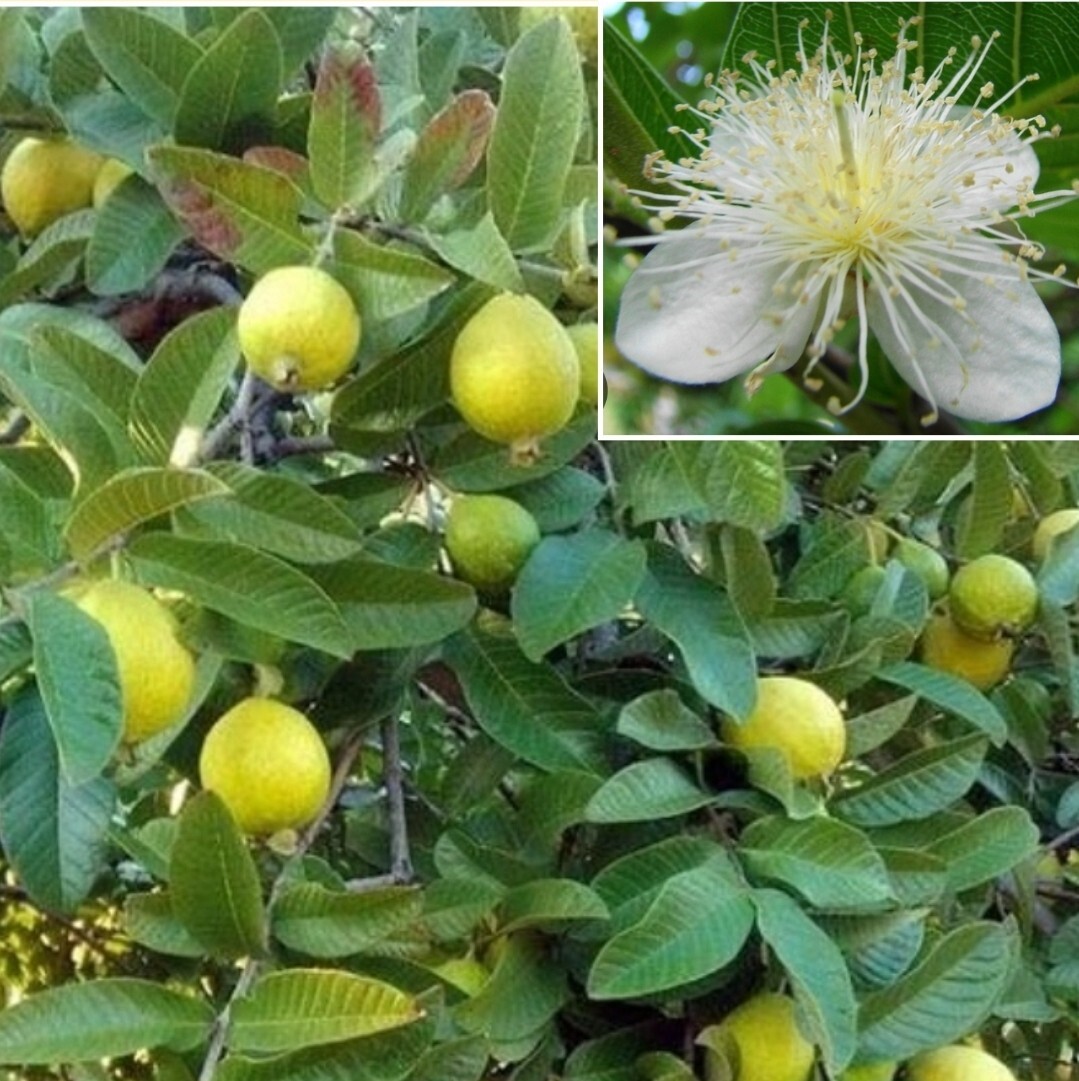 30++ Seeds Yellow GUAVA Seeds (Psidium guajava) Lemon Guava, Apple ...