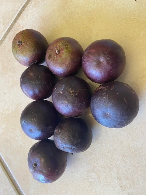 5$ DISCOUNTED PRICE PURPLE STAR APPLE SEEDLING 12"TALL (CHRYSOPHYLLUM ...