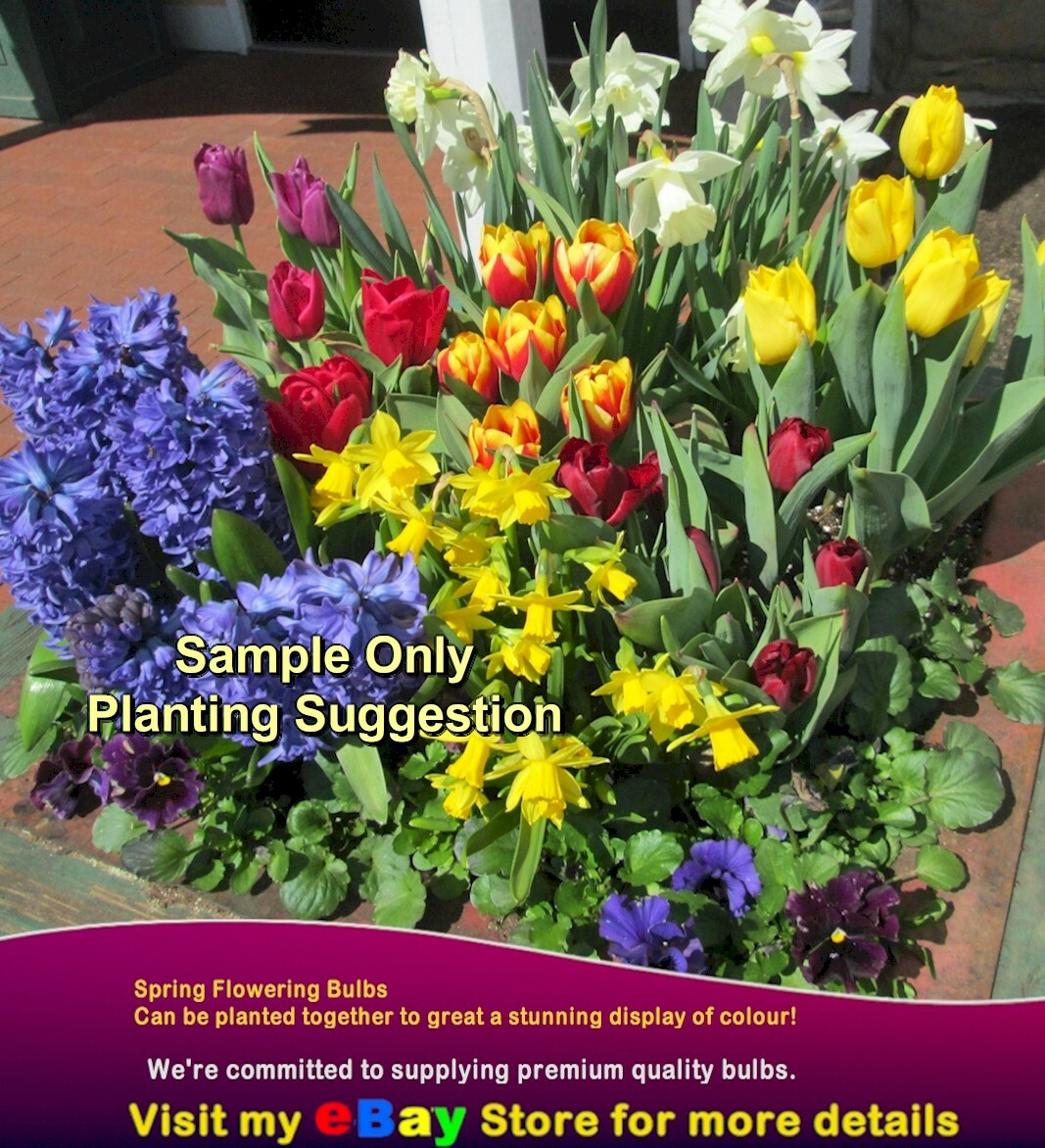 DAFFODIL BULBS (Narcissus) RED ROCKET - 10x BULBS | eBay Australia