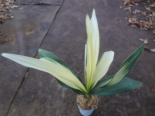 Rohdea japonica 'Konfukurin' akebono variegated [Must read description ...