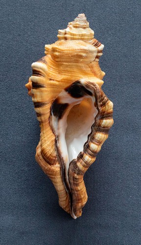 Large PERRY'S TRITON Cymatium lotorium Natural Seashell 133.35mm Beach ...