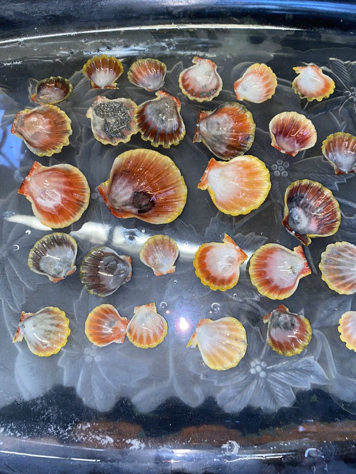 28Small HAWAII SUNRISE SHELLS CoLoRs sunriseshells Partial UNCLEANED | eBay