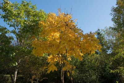 Shellbark Hickory Tree Seedlings for Planting | eBay
