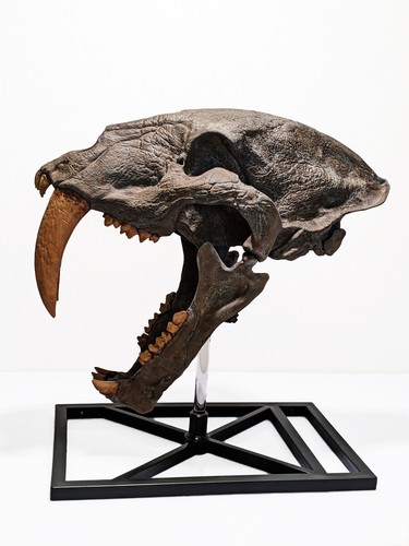 Machairodus saber-tooth cat skull, life-size replica with stand | eBay