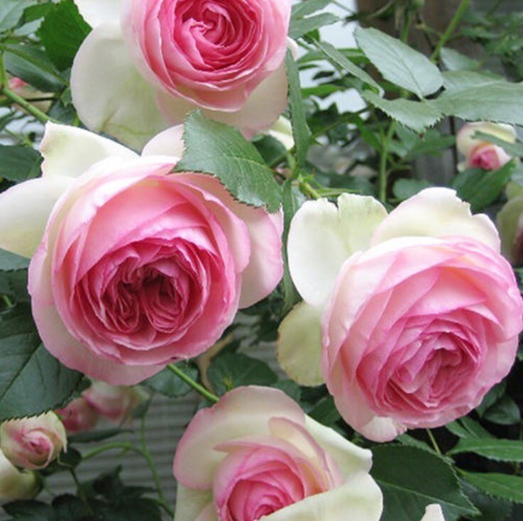 Old Blush Climbing Rose Rose, Climbing, William Baffin, Climbing