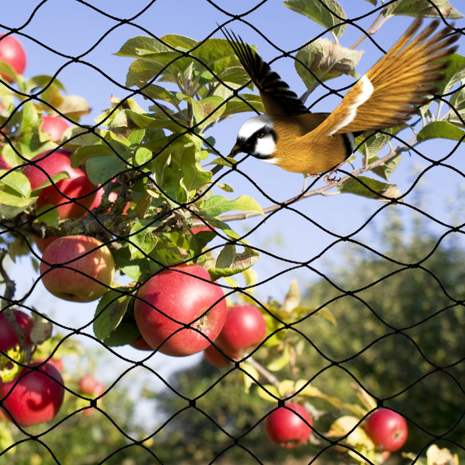 Netting Fruit Plant Stronger Protective Anti Bird Net Pens Avaiary Game ...