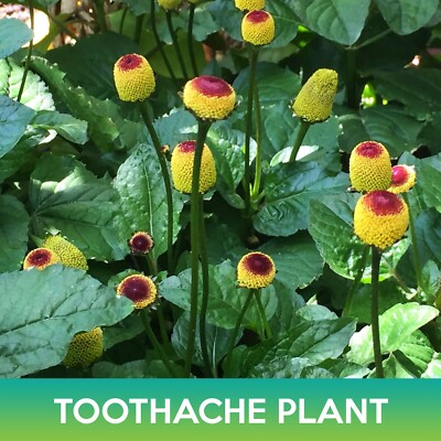 Toothache Plant Seeds, Eyeball Plant, Acmella oleracea | eBay