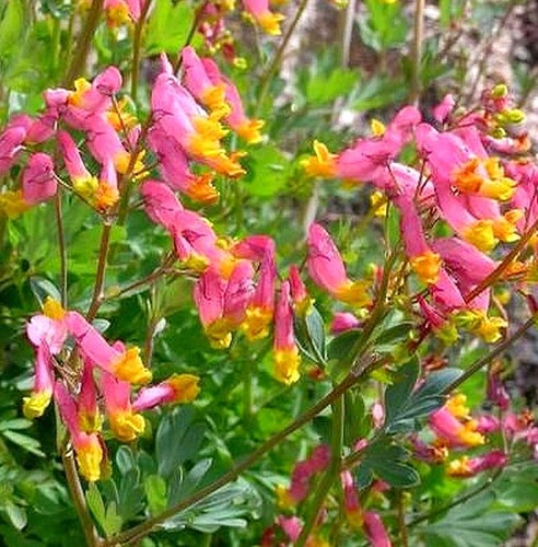 CORYDALIS SEMPERVIRENS, ROCK HARLEQUIN 50 seeds | eBay