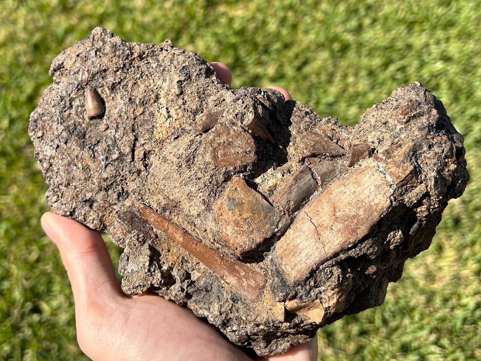 Beautiful Texas Fossil Multi Plate Dinosaur Bones and Teeth Aguja ...