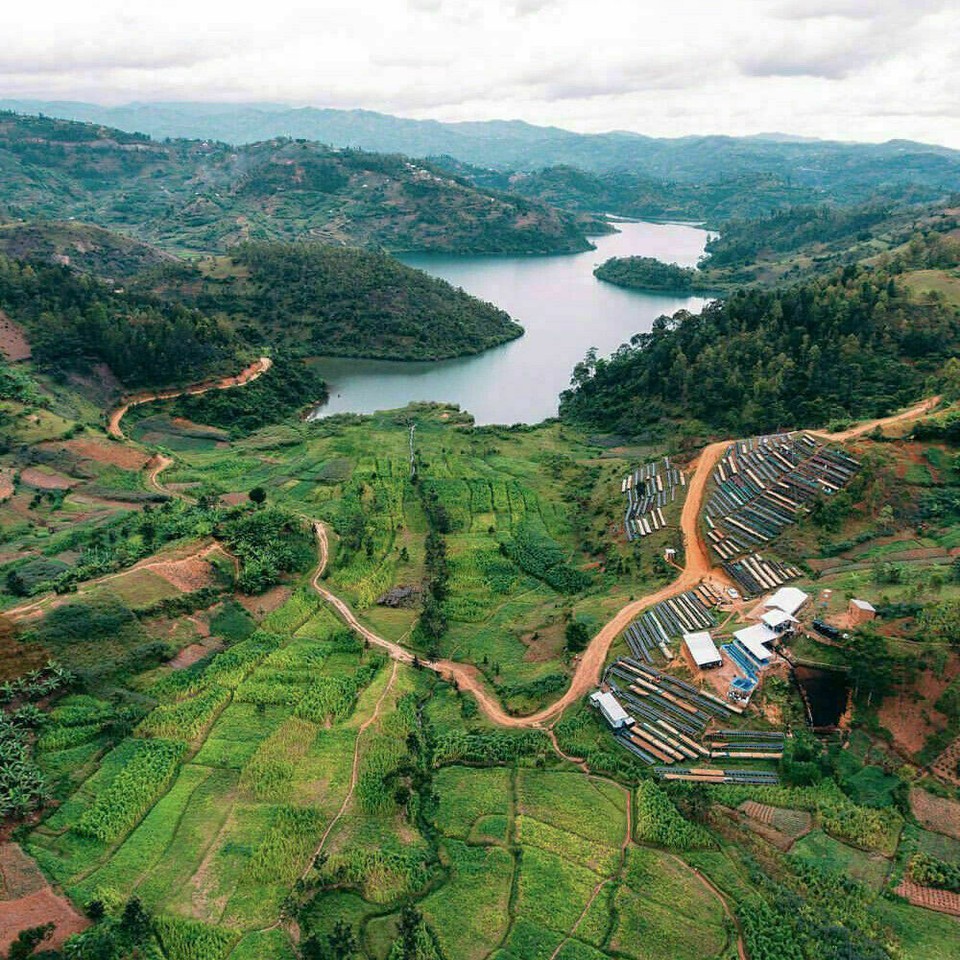 KENYA KARANI PEABERRY COFFEE BEANS MEDIUM ROASTED 2 POUNDS IN 1 POUND ...