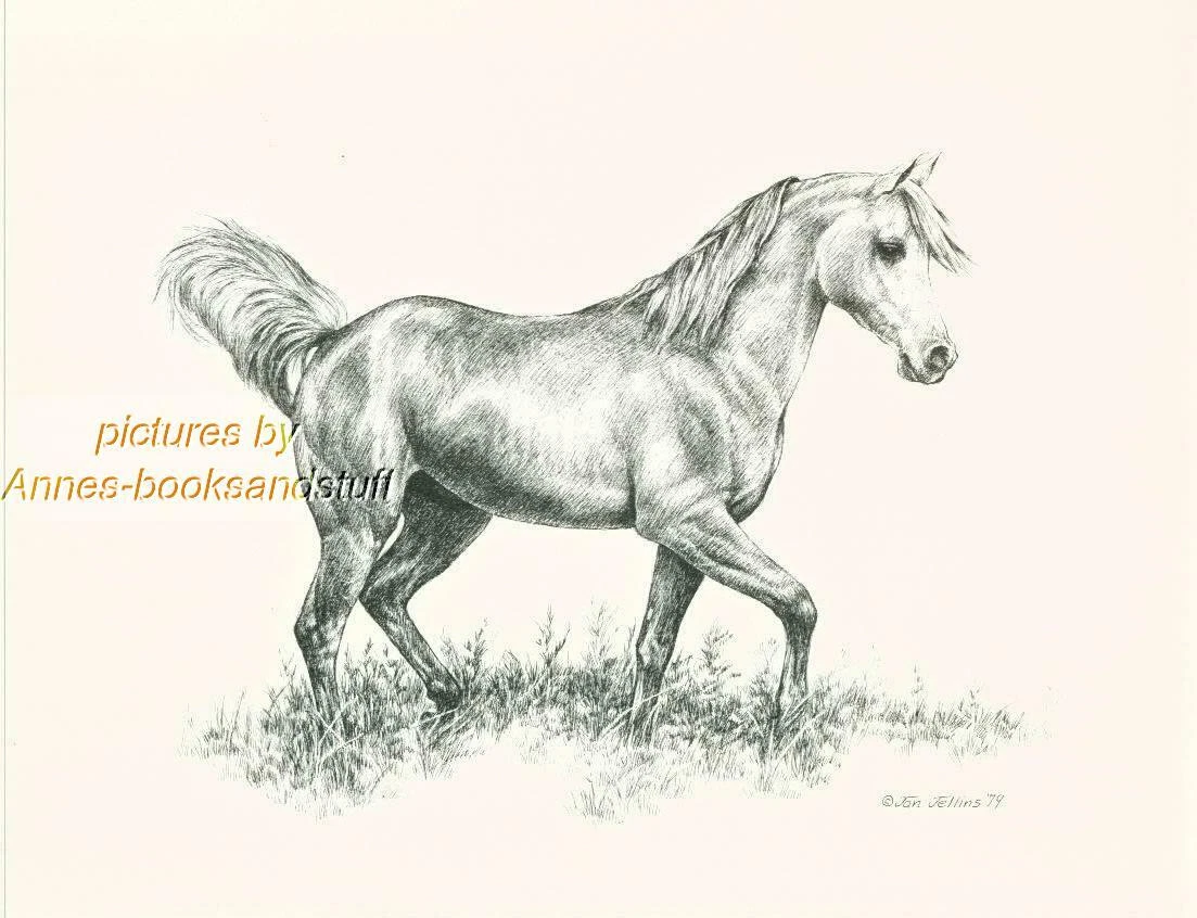 How To Draw An Arabian Horse Step By Step Drawing