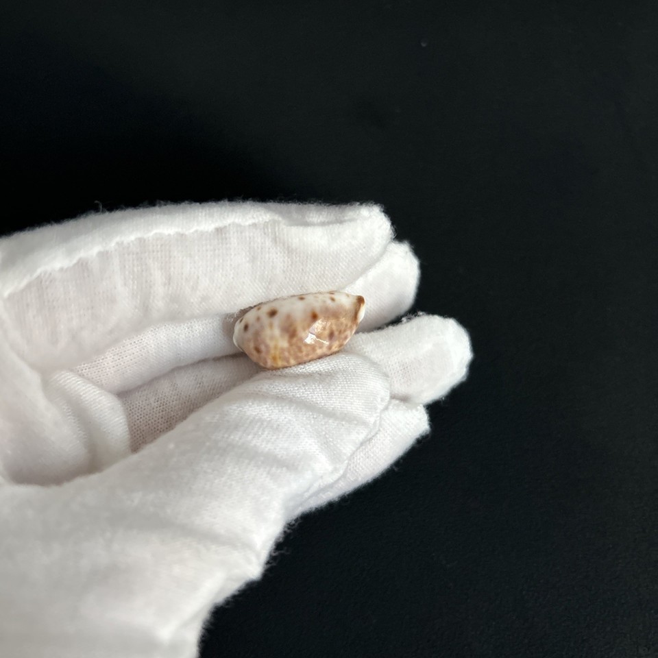 Lyncina lynx, Cypraea lynx, 22&23.1mm, French Polynesia cowrie ...