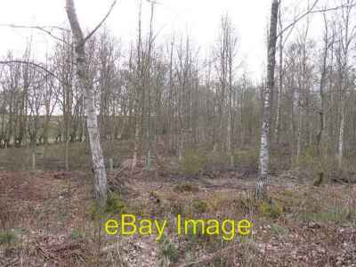 Photo 6x4 Birch woods, Bowmont Forest Heiton Young birches on the edge ...