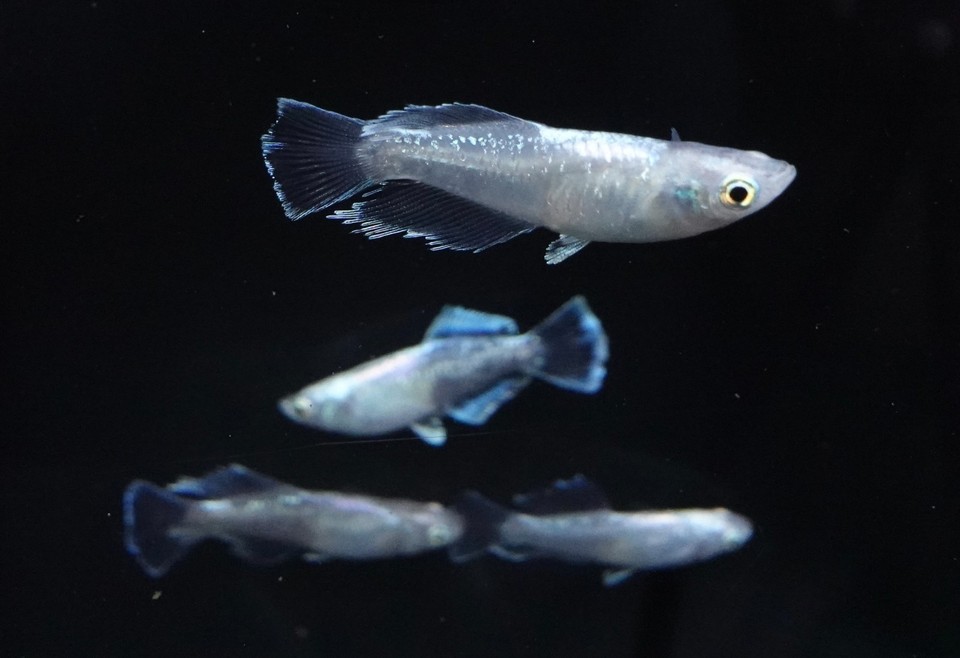3+1 (FREE) White Galaxy Medaka- Freshwater Medaka Rice Fish -Japanese ...