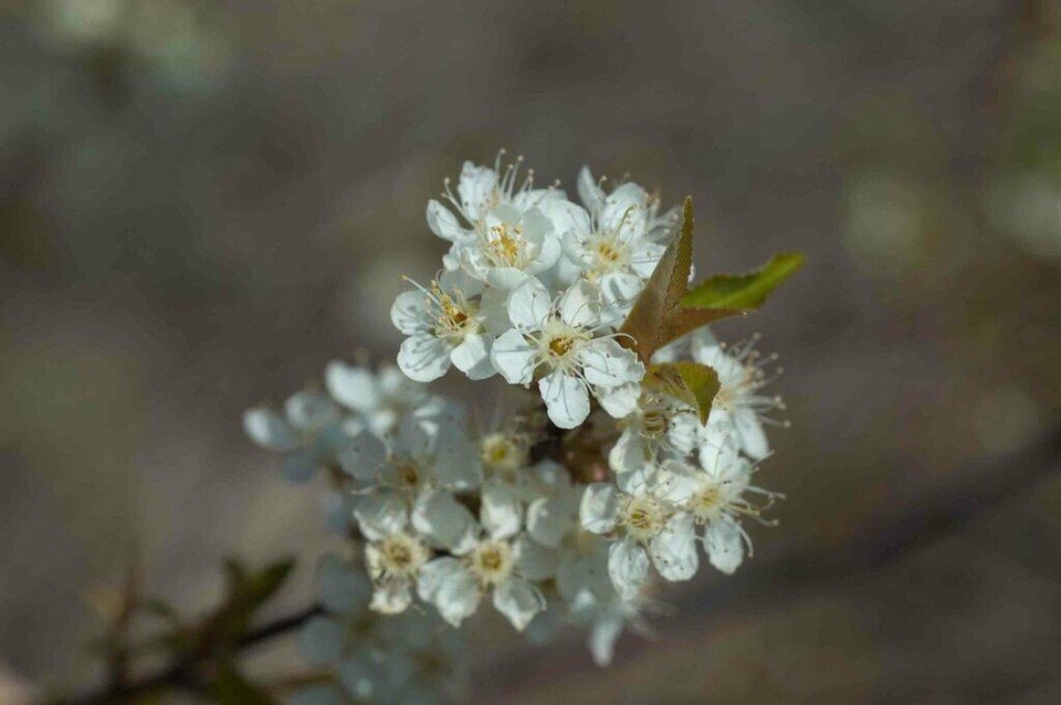 Fire Cherry Tree | Premium Seeds | Prunus pensylvanica 'Fall' | Plants ...