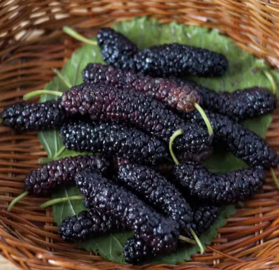 Morus macroura Pakistani Long Mulberry 15 graines fraîches+CADEAU | eBay