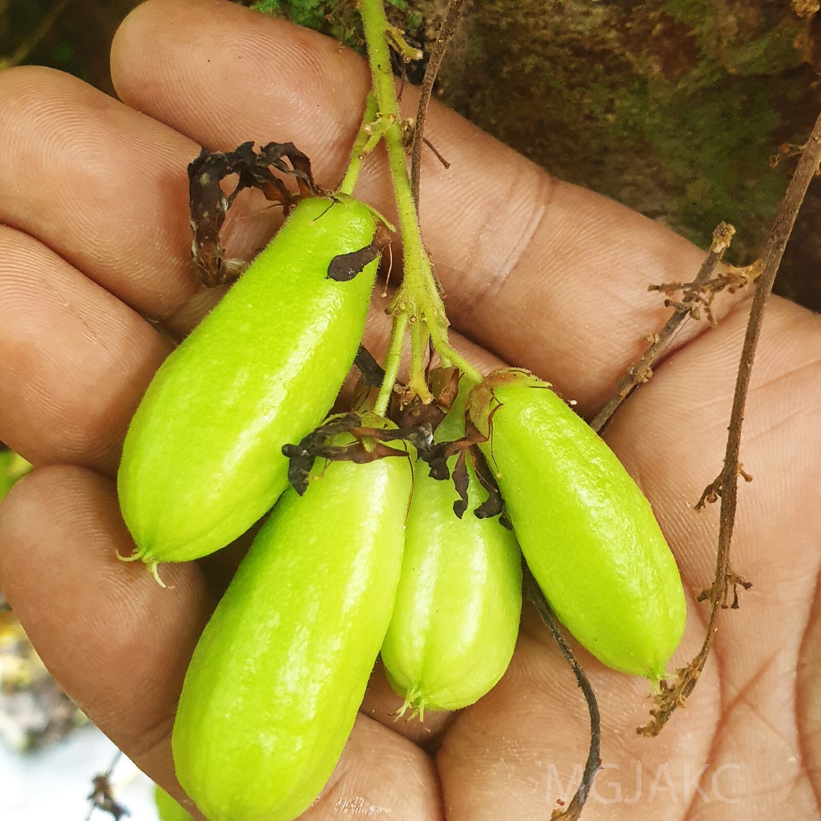 LIMITED OFFER - 12 Seeds Averrhoa Bilimbi Seeds 95% Germinating Proven ...