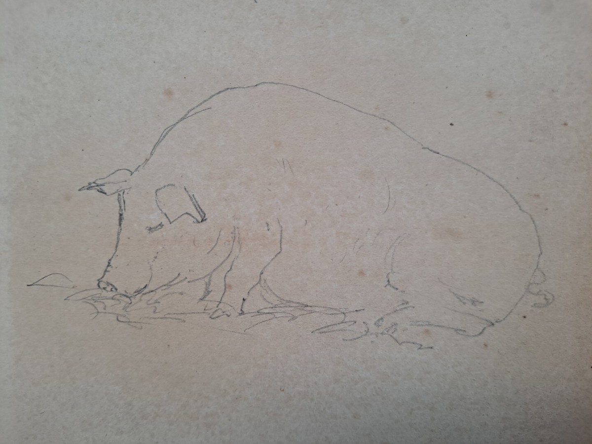 Pig Pencil Drawing Pig Drawing For Kids Easy Step By Step Guide
