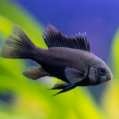 6 German Black Knight Ram Dwarf Cichlids | Live Fish | U.S. Bred | eBay