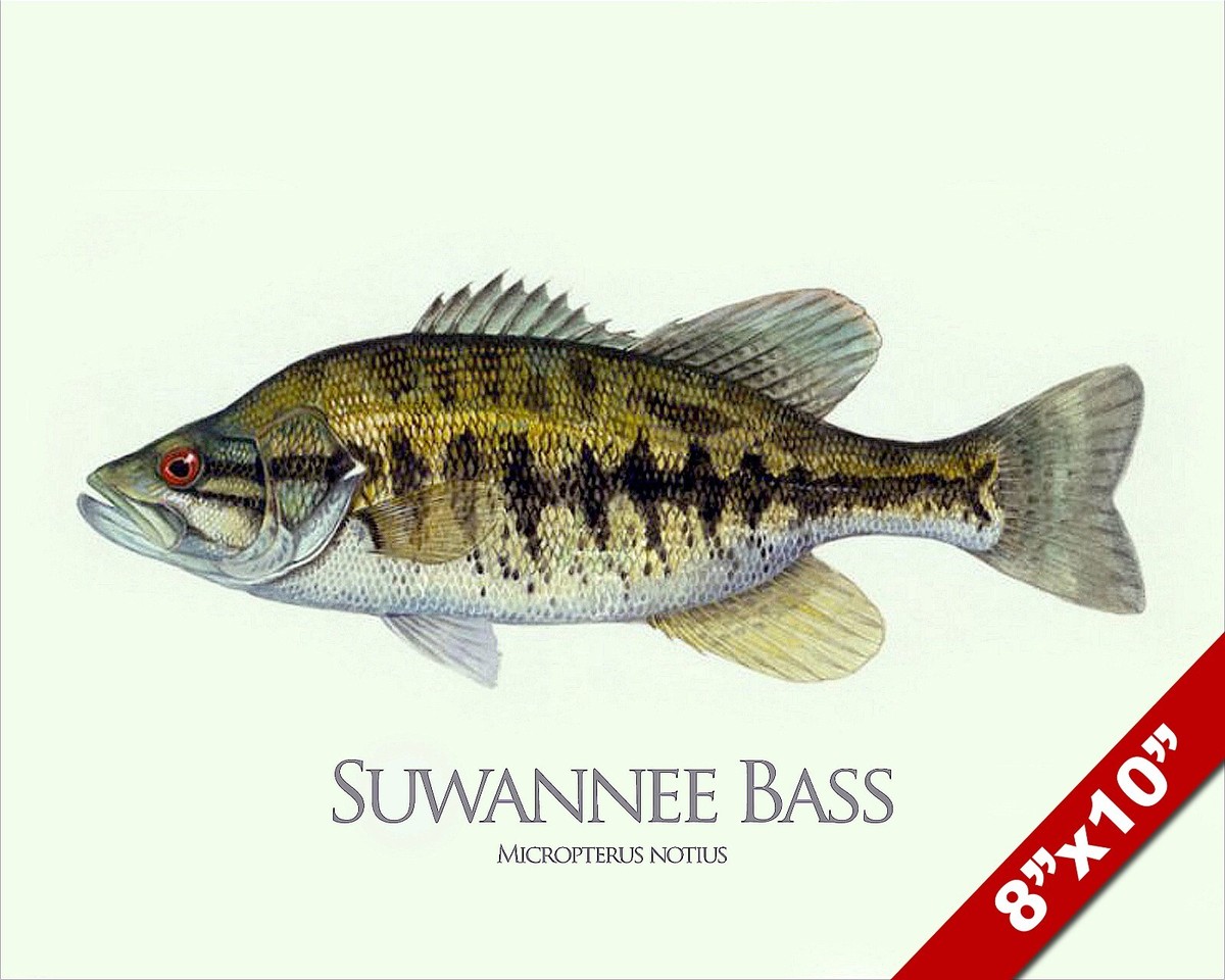 Suwannee Bass How To Catch A Bass Slam This Summer | Kayak Angler