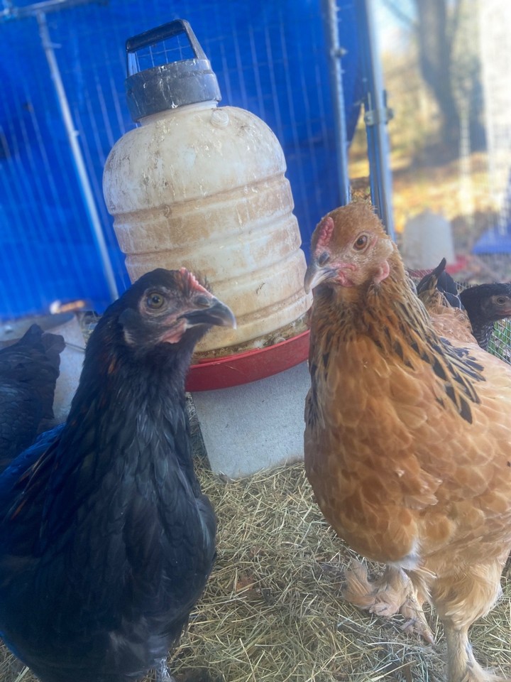 12 Fertile Chicken Hatching Eggs Barnyard Mix/Crested/Easter/Rare Breed ...