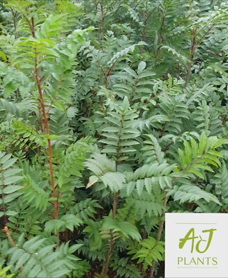 Sorbus aucuparia - Rowan Tree - Mountain Ash Tree - 2 or 7.5 Litre Pot ...