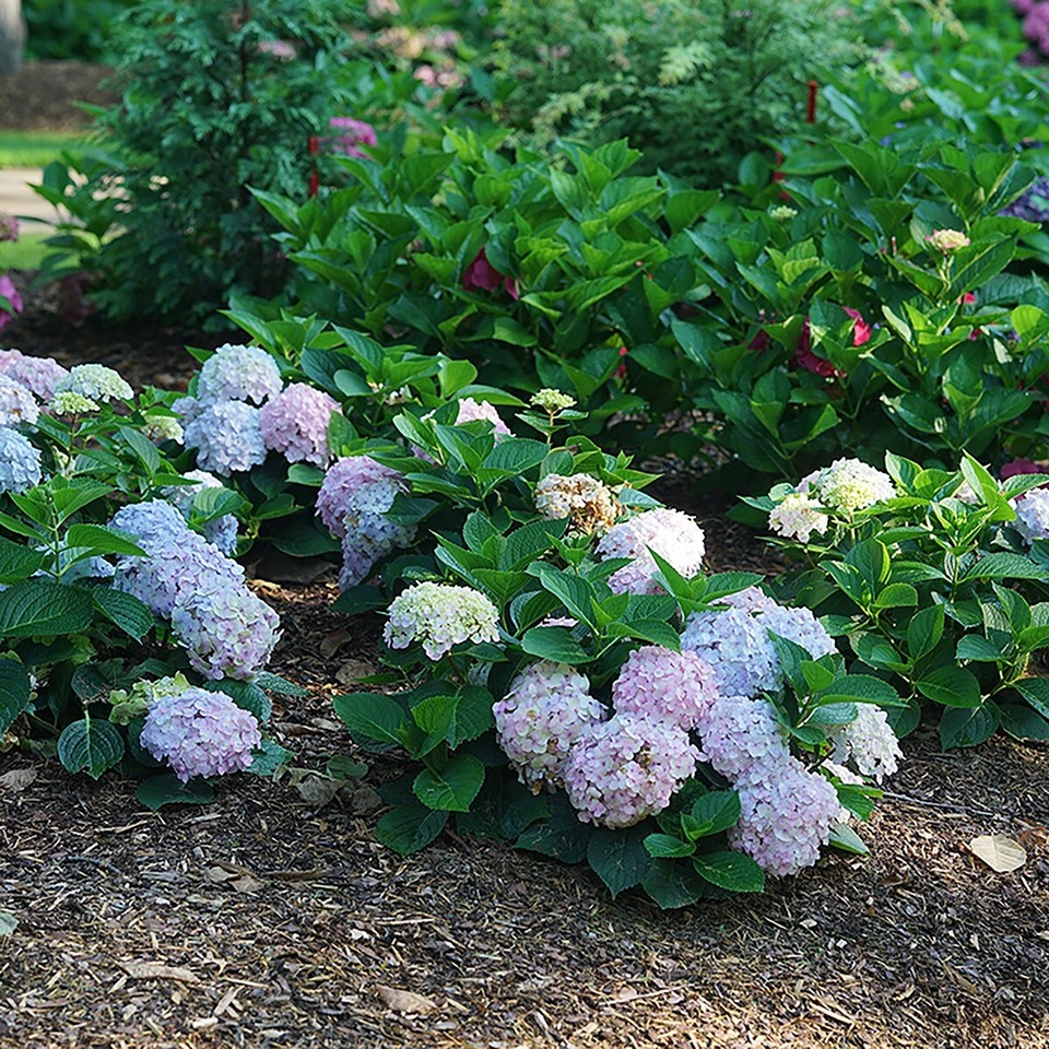 Wee Bit Innocent Bigleaf Hydrangea - 4 pot - Proven Winners | eBay