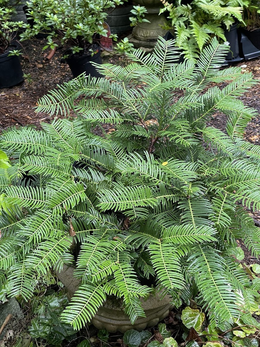 Japanese Plum Yew Prostrata