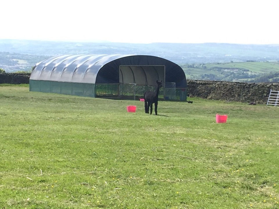 Livestock Shelter Sheep House Polytunnel Field Barn – 21ft Wide Sheep ...