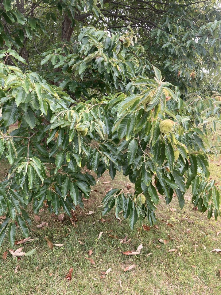 Chestnuts Fresh Organic 5+ lbs grown in Pennsylvania FREE Shipping | eBay