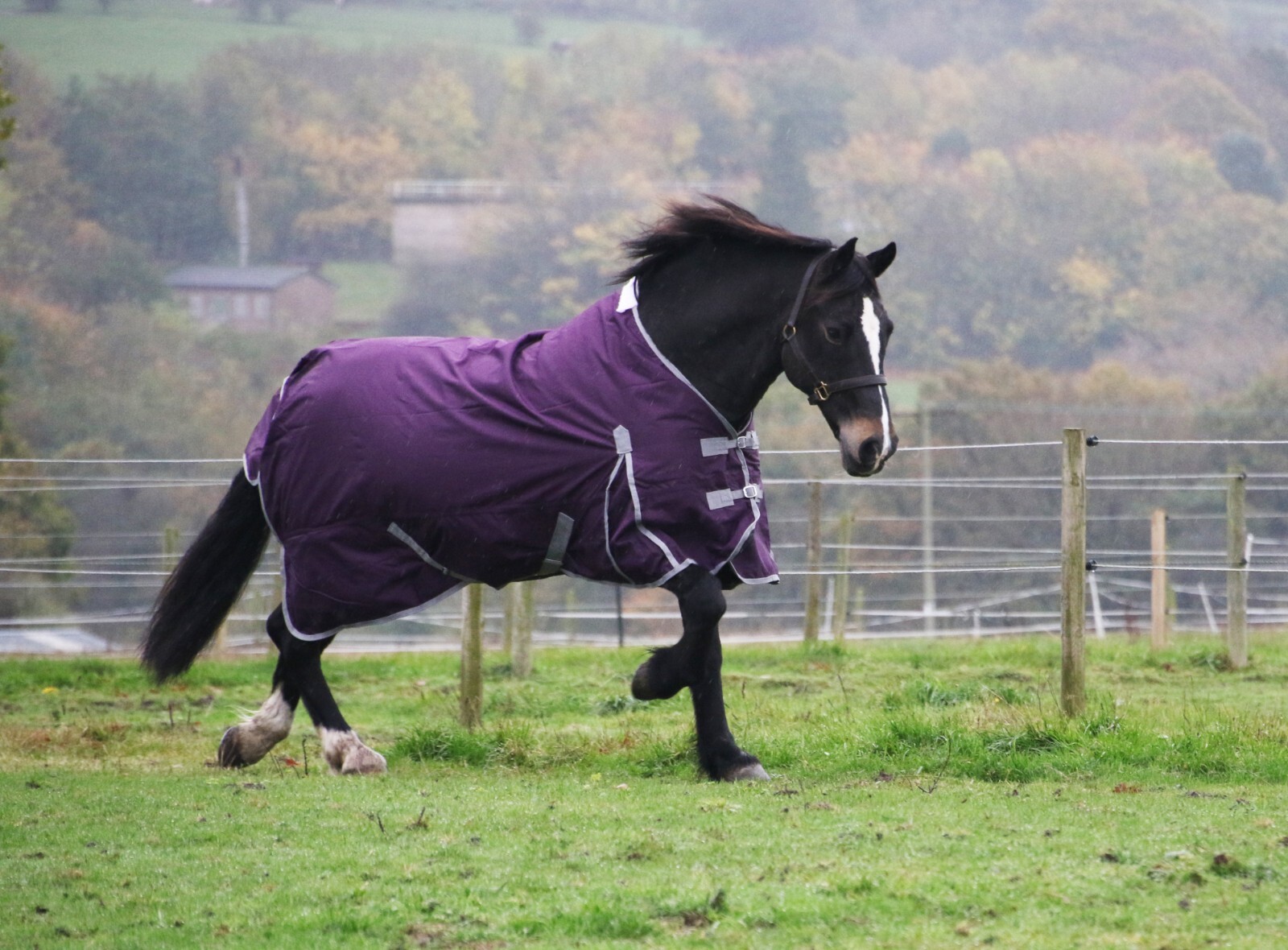 No Fill Lightweight Horse Rug Turnout Horse Rug Standard Neck 600D ...