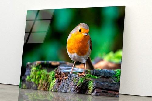 Robin Redbreast Bird Tempered Glass Printing Wall Art Australian Made ...