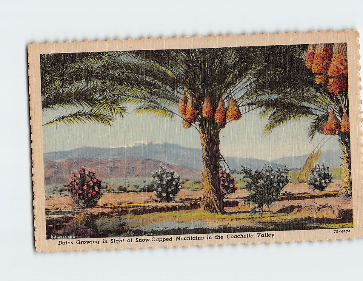 Postcard Dates Growing in Sight of Snow Capped Mountains Coachella ...