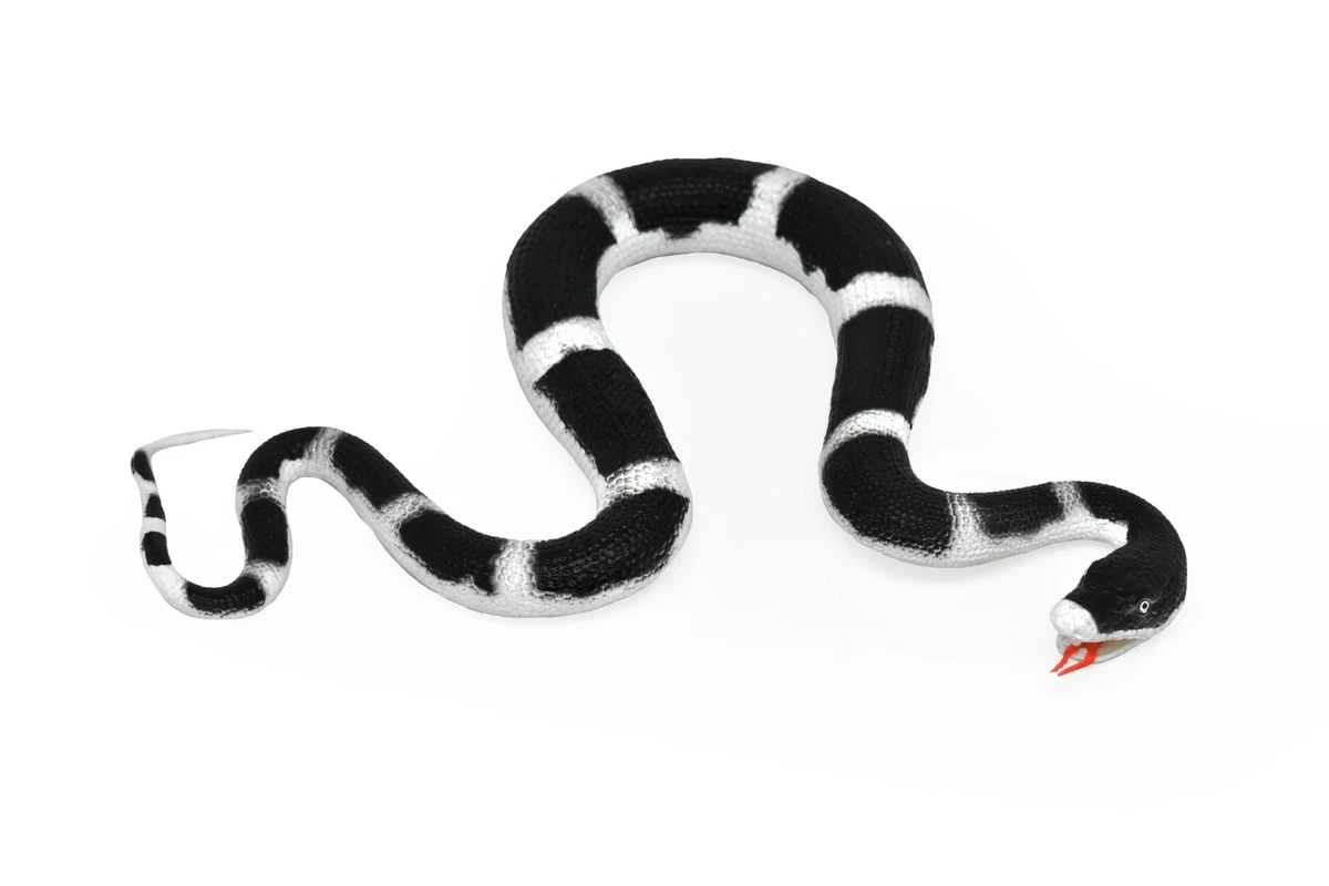 White King Snake