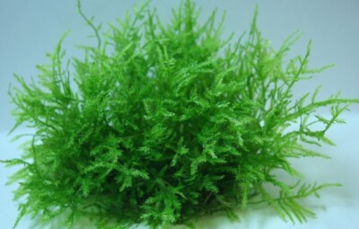 Spiky Moss Live Aquarium Moss Aquatic Plants Tropical Fish Tank | eBay