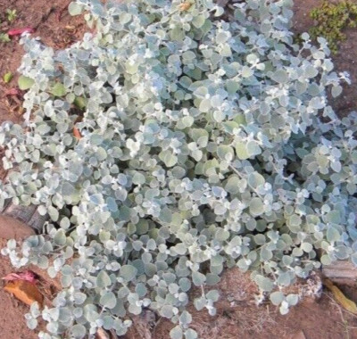 Helichrysum silver mist, multi pelleted seed | eBay