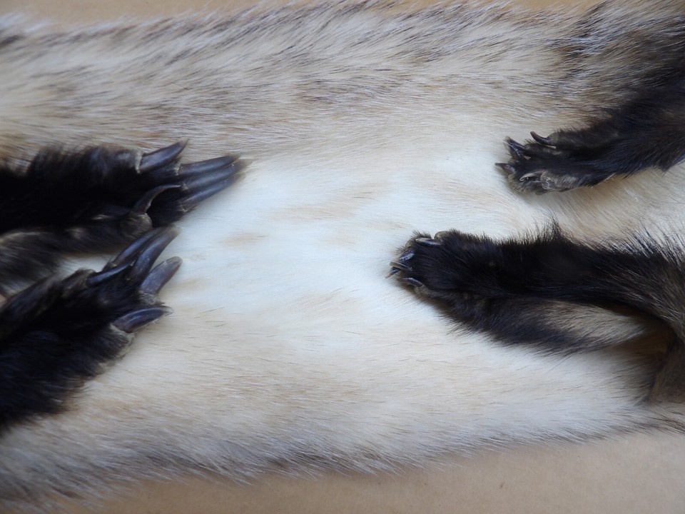 Tanned Badger Hide with all feet and claws /Fur/Taxidermy/Pelts | eBay