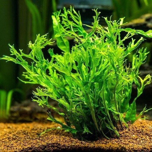 Aquarium Live plant Java Fern "Windelov" (Lacey Java Fern) For Fish ...