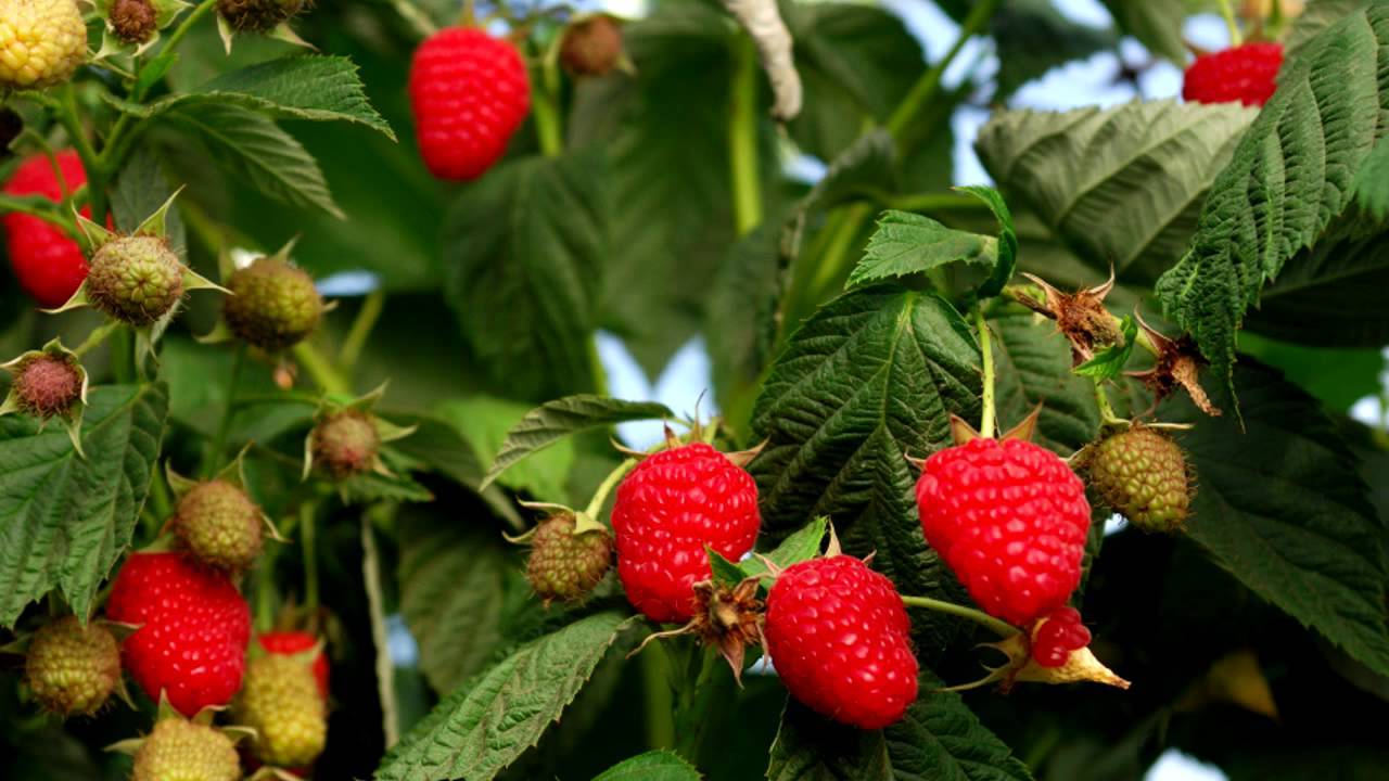 Native Red Raspberry Bush - 12 Seeds- SWEET! COMBINED S/H See Our Store ...