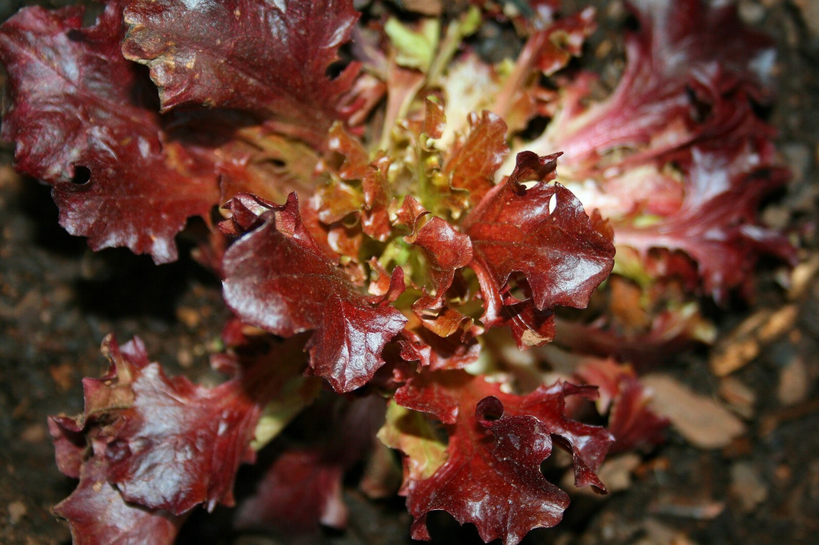 1000+ RUBY RED LETTUCE SEEDS 🌱 HEIRLOOM | SPRING | NON-GMO | FREE ...