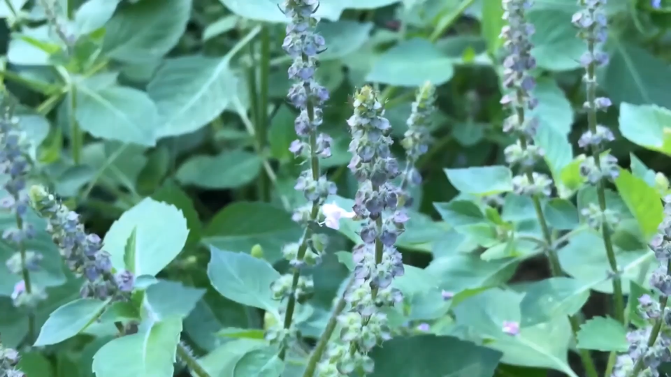 Ocimum Sanctum 250+ Seeds, Tulsi Holy Basil Culinary Therapeutic Herb ...