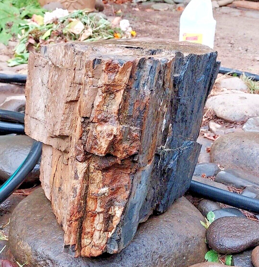 Rare Petrified Wood Trunk Bark 50 Lb Fossil Petrified Knotted String ...