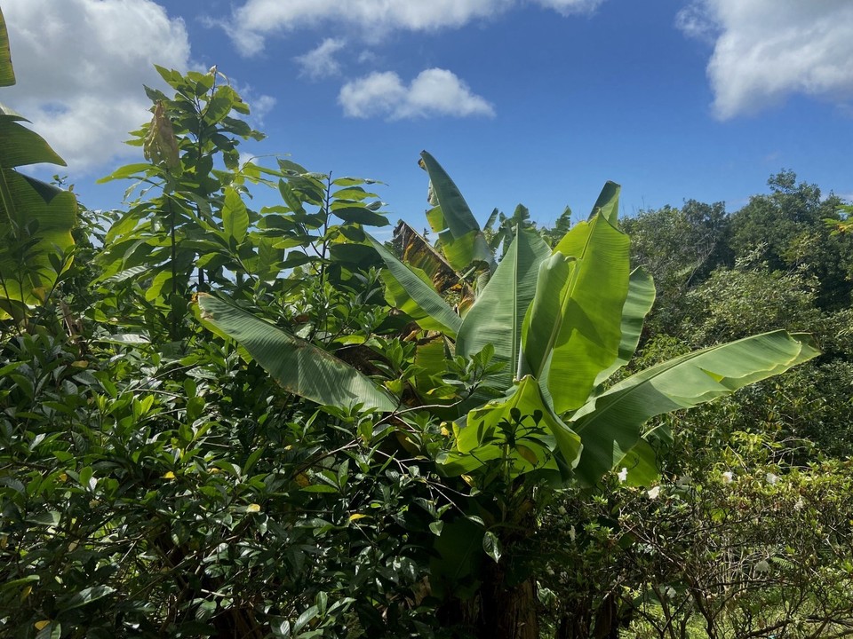 Buy American! Two Pounds of Fresh, Roasted 100% Kona Coffee Beans, Mix ...