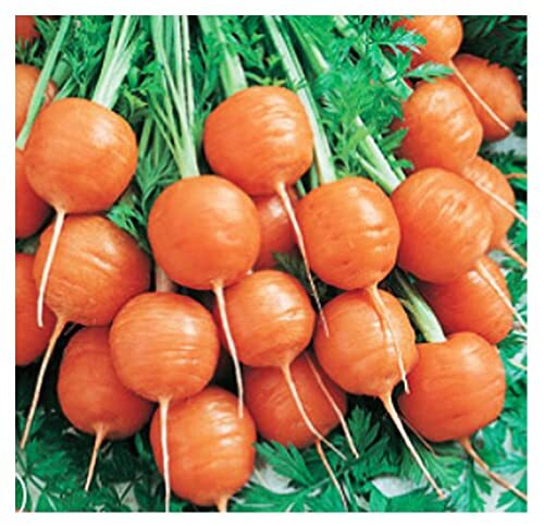 Round Parisian Carrots - A Delicacy Prised by Gourmet Restaurants - 900 ...
