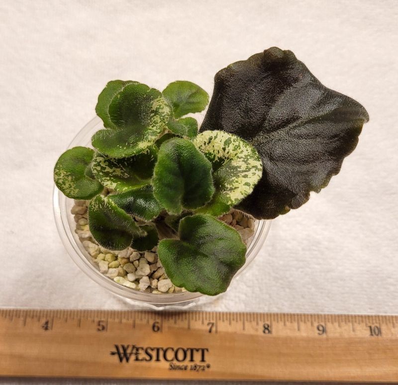 African Violet PLANT ~ VAT-SINYAYA ROSKOSH Variegated HUGE BLOOMS Big ...