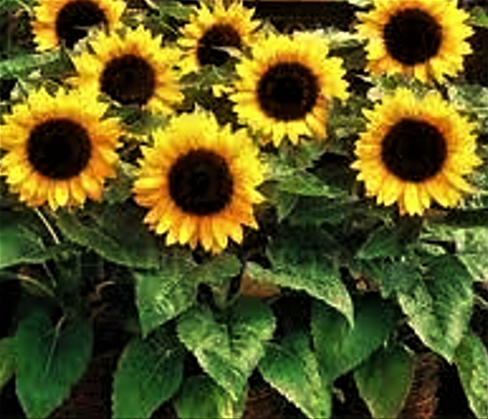 Black Magic Sunflower Seeds | eBay UK