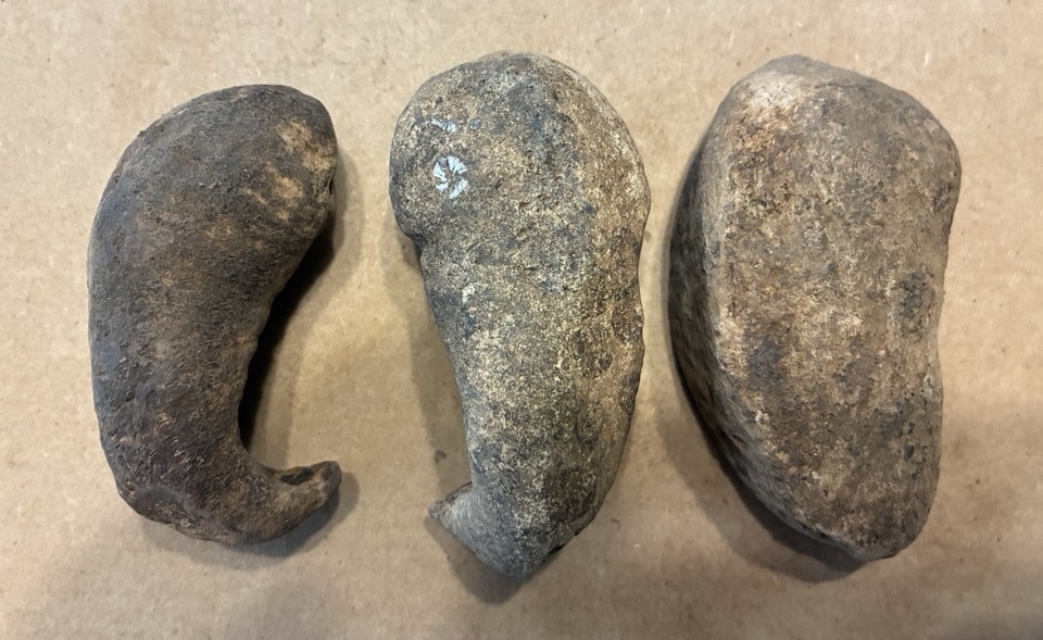 Prehistoric St. Mary’s River Whale Ear Bone Fossil Pleistocene Epoch ...